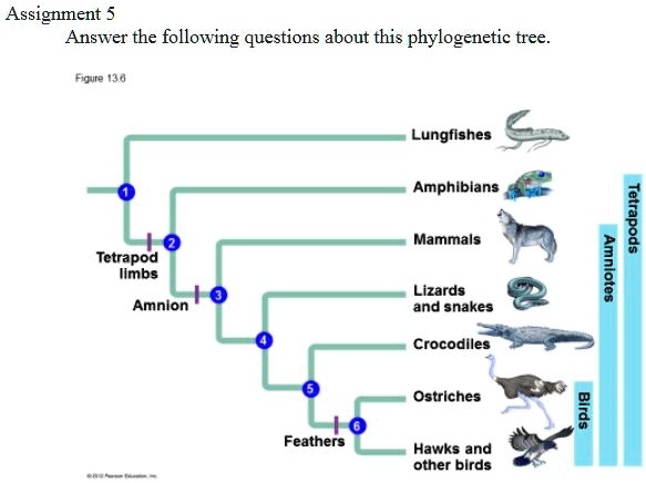 Assignment 5 Answer the following questions about this phylogenetic ...