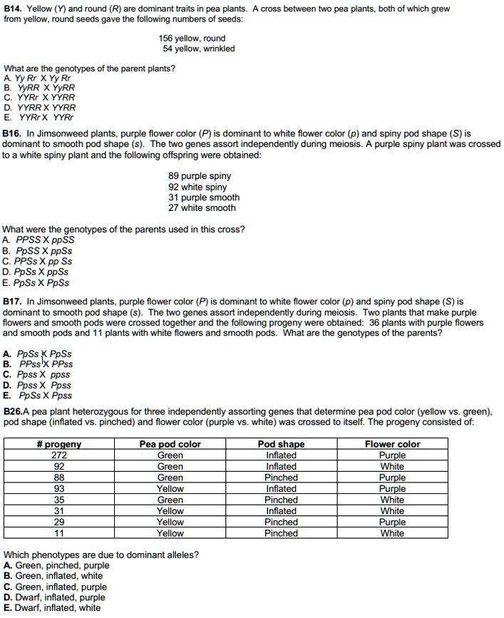 SOLVED: B14. Yellow (Y) andt round (R) are dominant traits pea plants ...