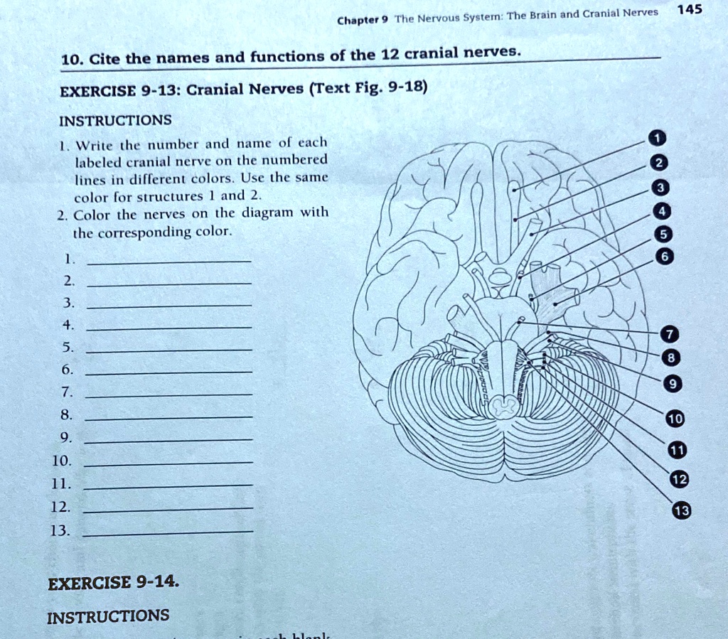 label the nervous system the brain and cranial nerves chapter 145 10 ...