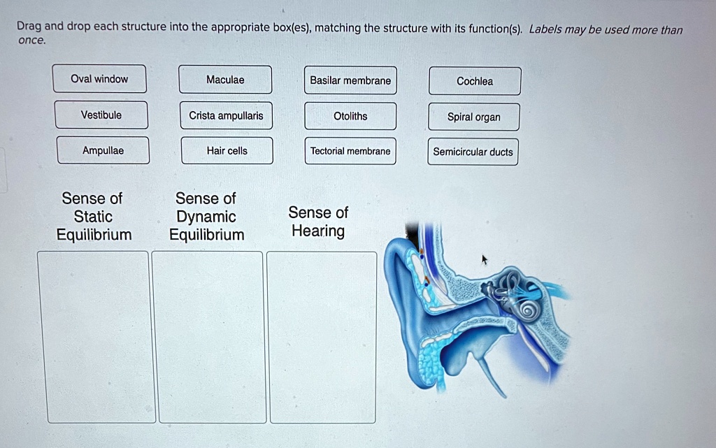 SOLVED: Biology (anatomy physiology) Drag and drop each structure into ...