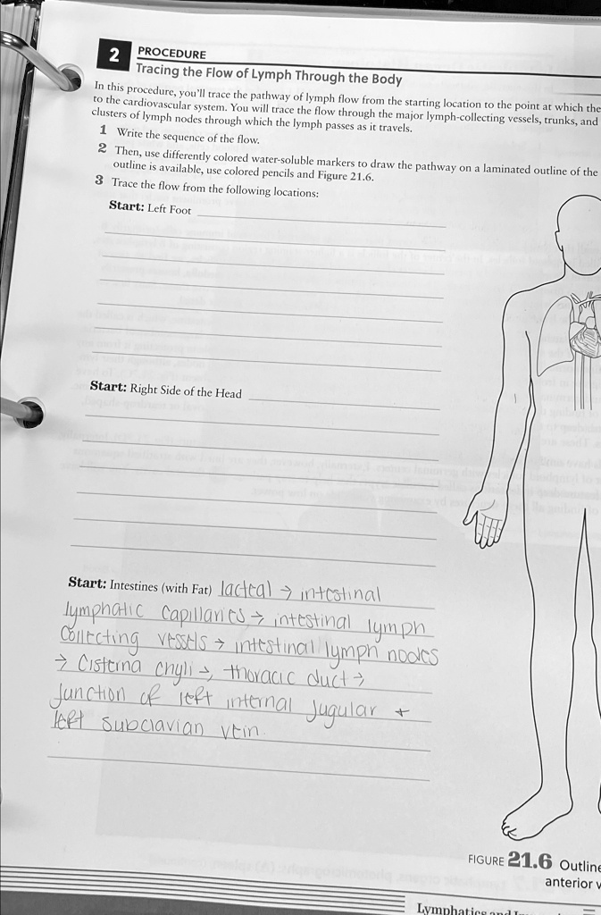 2 PROCEDURE Tracing the Flow of Lymph Through the Body In this ...