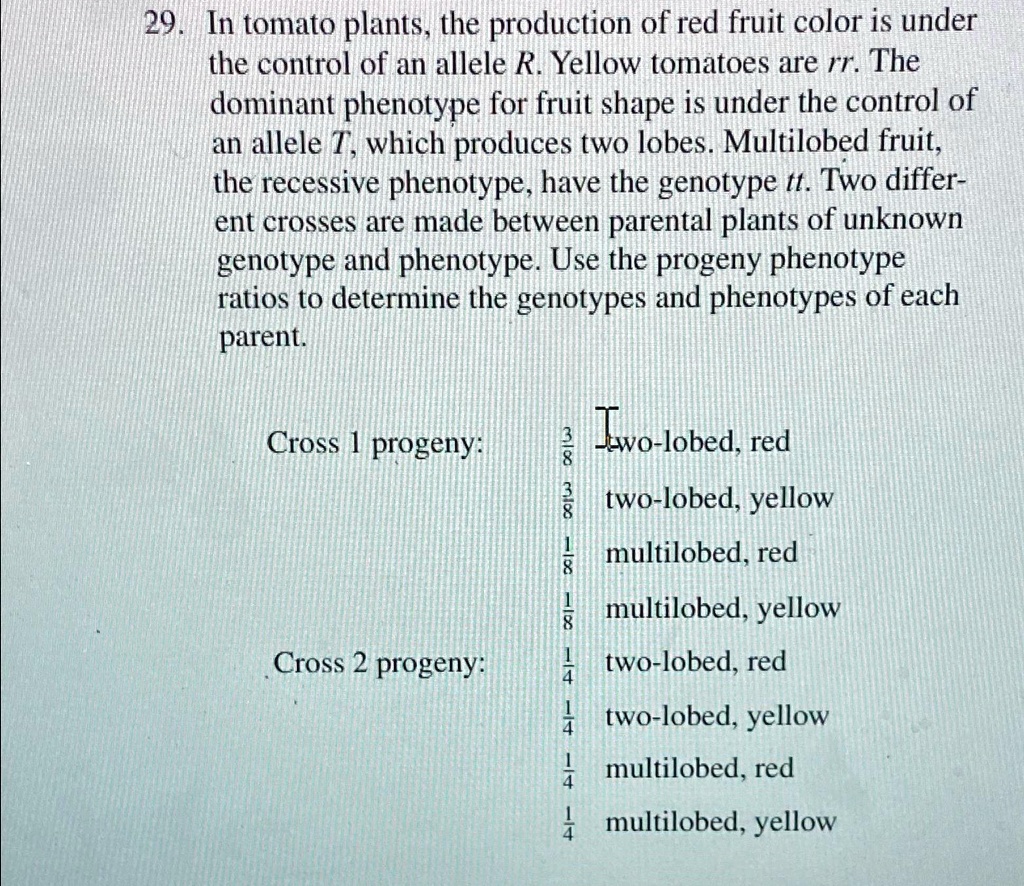 SOLVED: In tomato plants, the production of red fruit color is under ...