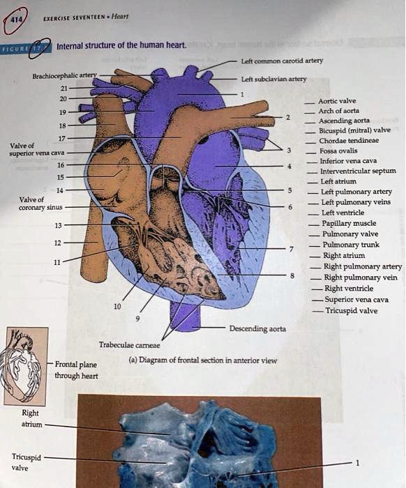 414 EXERCISE SEVENTEEN • Heart FIGURE 17.2 Internal structure of the ...