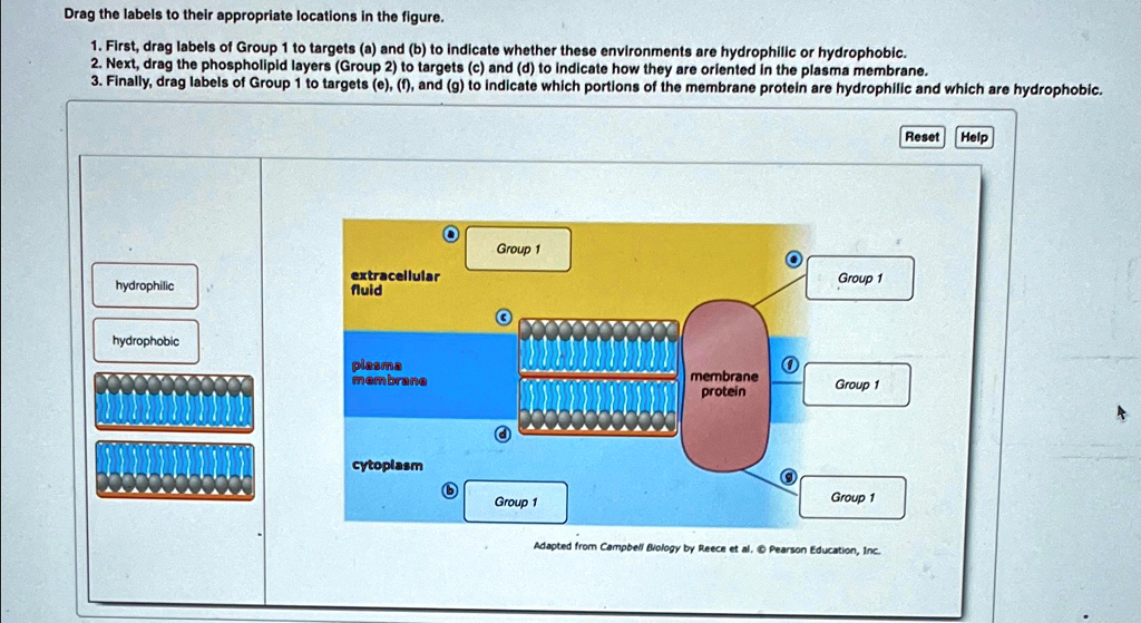 drag the labels to their appropriate locations in the figure first drag ...