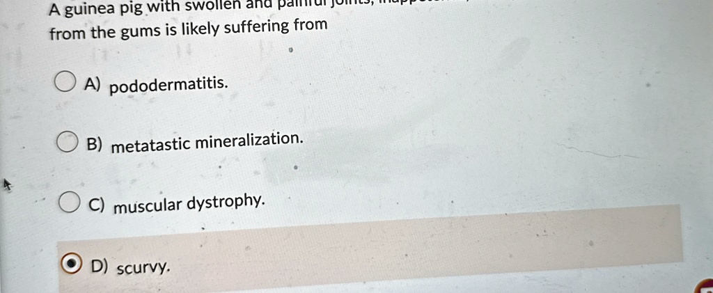 [GET ANSWER] a guinea pig with swollen and from the gums is likely ...
