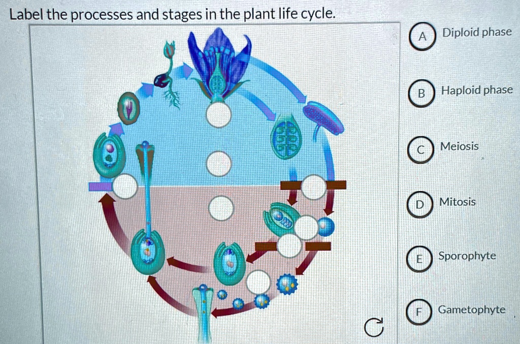 Label the processes and stages in the plant life cycle. A Diploid phase ...