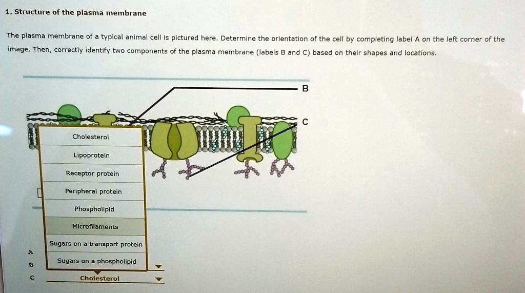 1. Structure of the plasma membrane The plasma membrane of a typical animal cell is pictured ...