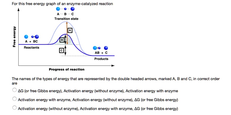 for this free energy graph of an enzyme catalyzed reaction transition ...