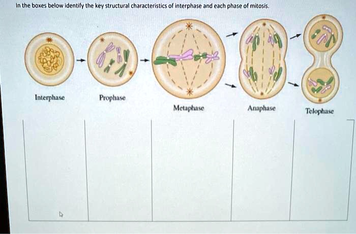 In the boxes below identify the key structural characteristics of ...