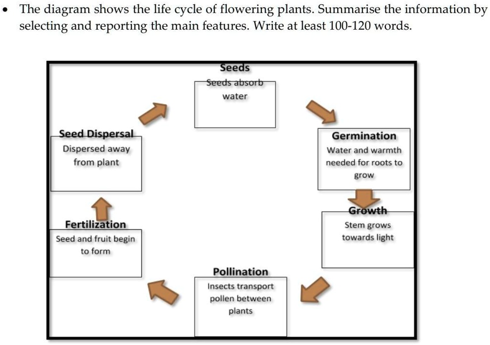 SOLVED: 'The diagram shows the life cycle of flowering plants ...