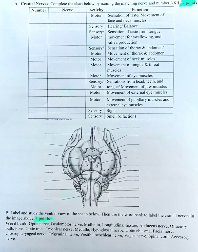 A. Cranial Nerves: Complete the chart below by naming the matching ...
