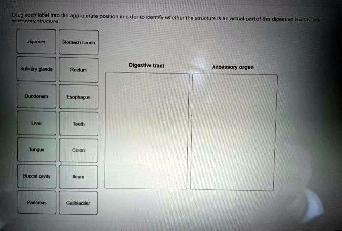 Drag each label into the appropriate position in order to identify ...