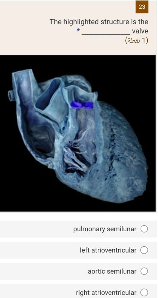 Function Of The Atrioventricular And Semilunar Valves