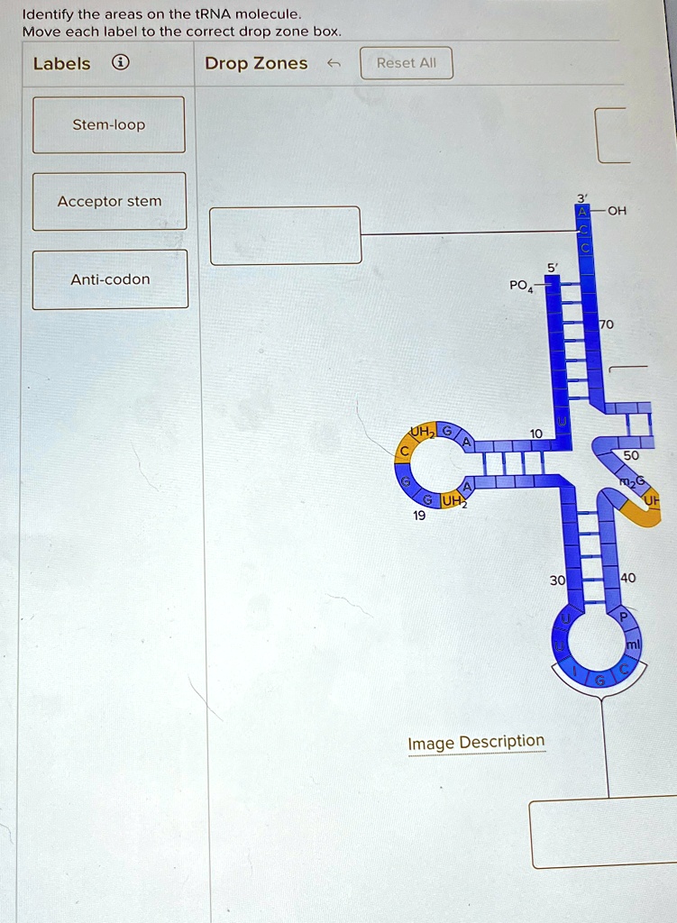 Identify the areas on the tRNA molecule. Move each label to the correct ...