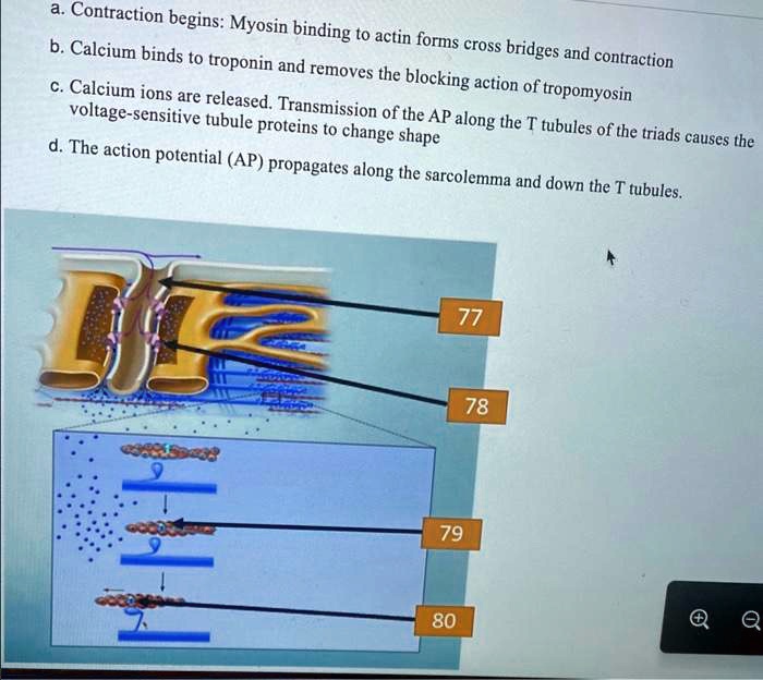 a. Contraction begins: Myosin binding to actin forms cross bridges and ...