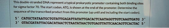 SOLVED: This double-stranded DNA represent a typical prokaryotic ...
