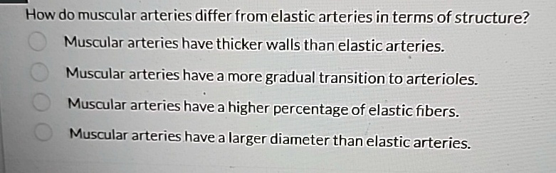 how do muscular arteries differ from elastic arteries in terms of ...