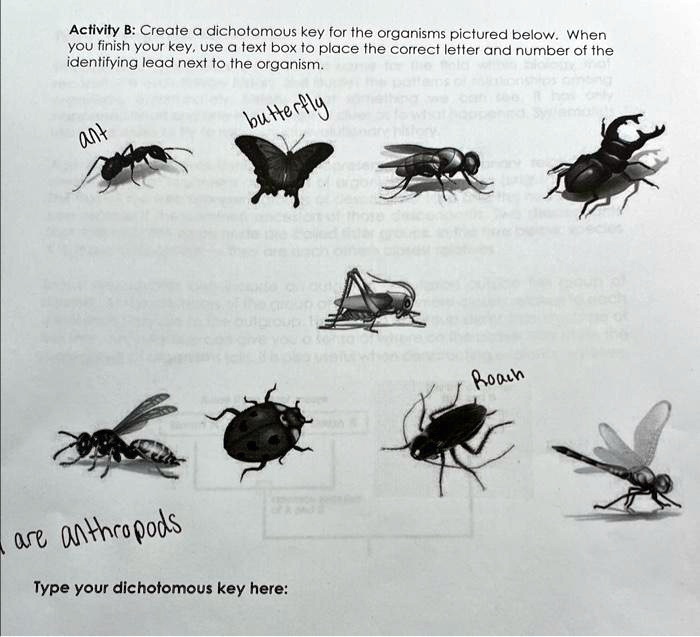 please create a dichotomous key for these organisms activity bcreate a dichotomous key for the ...