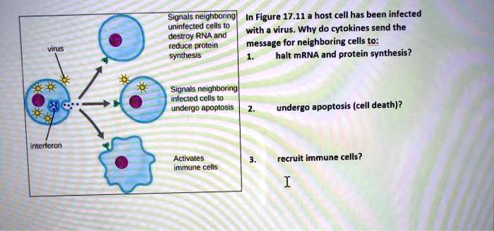 SOLVED: Signals neighbonng] In Figure 17.11 a host cell has been infected unintected cells I0 ...