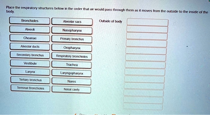 SOLVED: Place the respiratory structures below in the order that air ...