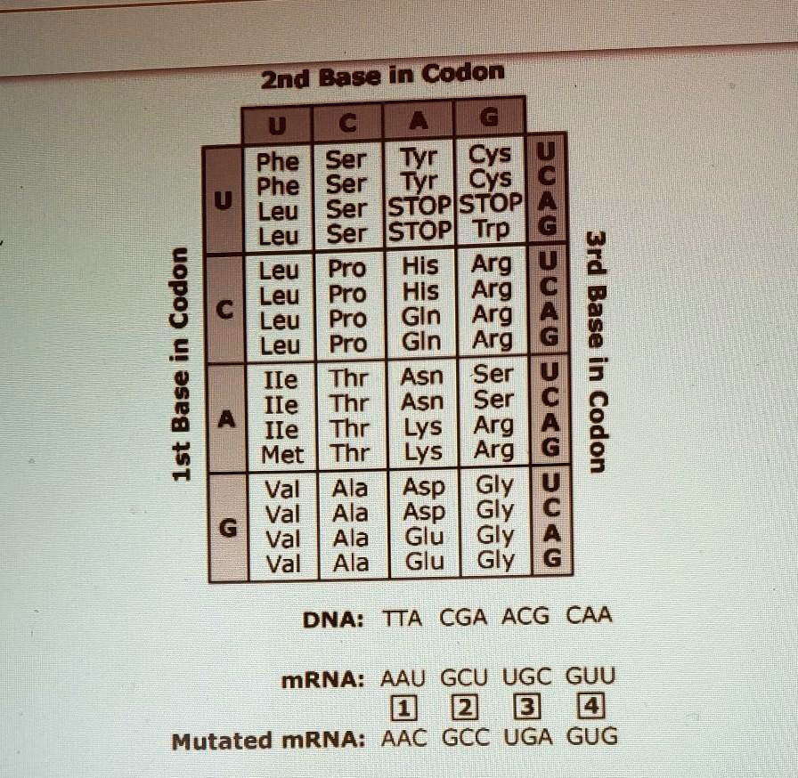 1st Base in Codon 2nd Base in Codon U C A G Phe Ser Tyr Cys U Phe Ser ...