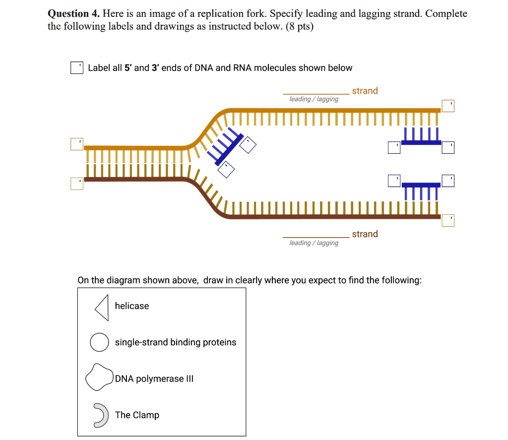 SOLVED: Question 4. Here is an image of a replication fork. Specify leading and lagging strand ...