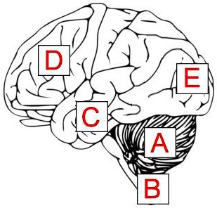 SOLVED: 'The structure that is associated with regulation and ...