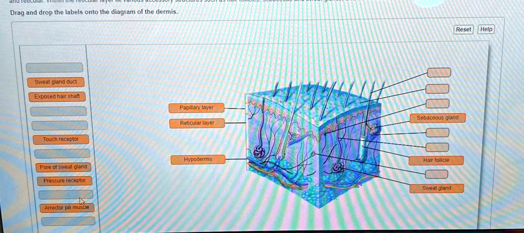 Drag and drop the labels onto the diagram of the dermis. Sweat gland ...