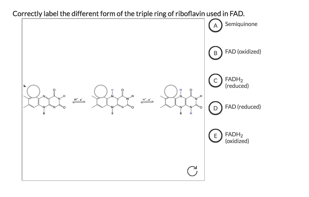 correctly label the different form of the triple ring of riboflavin ...