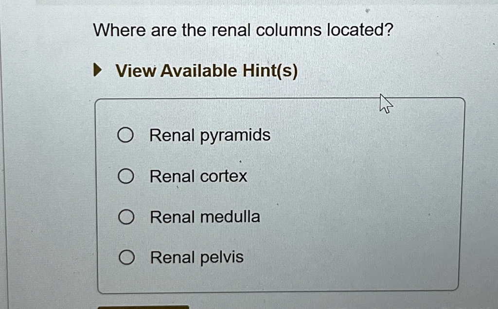 Where are the renal columns located? View Available Hint(s) Renal pyramids Renal cortex Renal ...