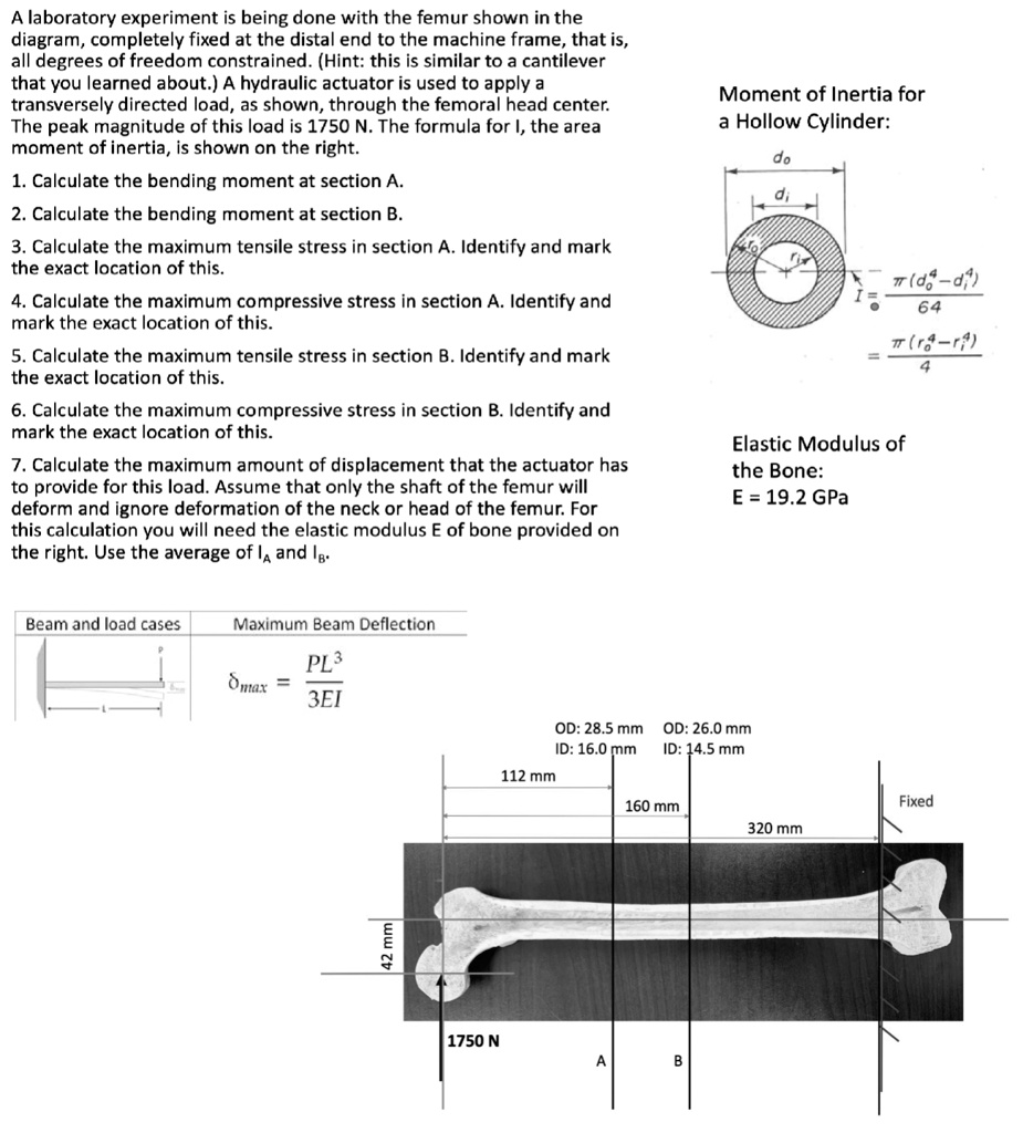 A laboratory experiment is being done with the femur shown in the ...