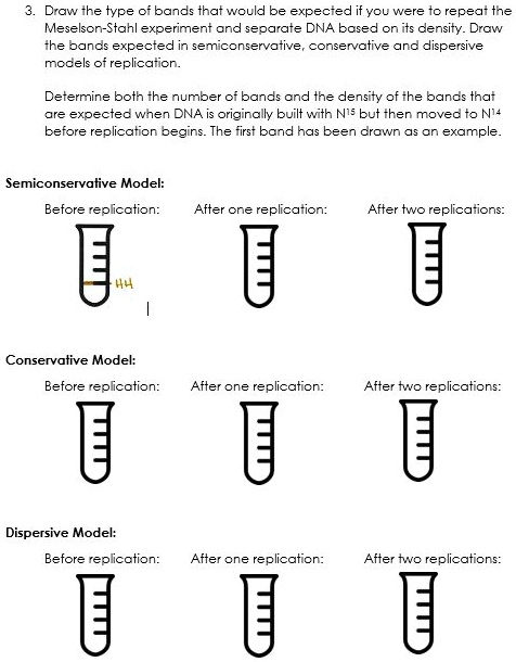 draw the type of band that would be expected if ycu were tc repeattne ...
