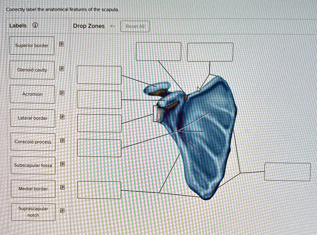 correctly label the anatomical features of the scapula labels drop zones superior border g ...
