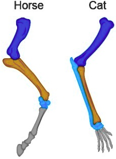 SOLVED: 'The diagram shows the structures of horse and cat forelimbs ...