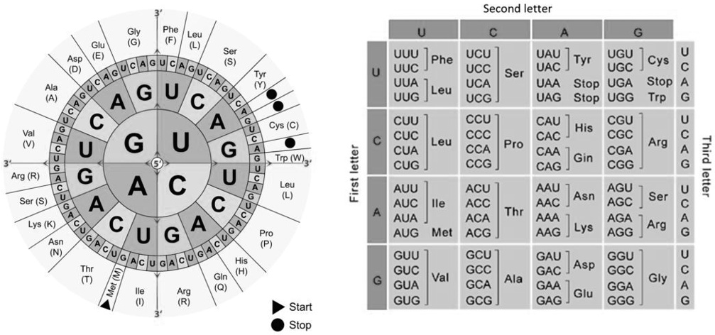 what is the corresponding mrna sequence from the dna strand cga tta cag ...
