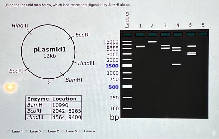 SOLVED: Using the Plasmid map below, which lane represents digestion by BamHI alone: Ladder 1 2 ...