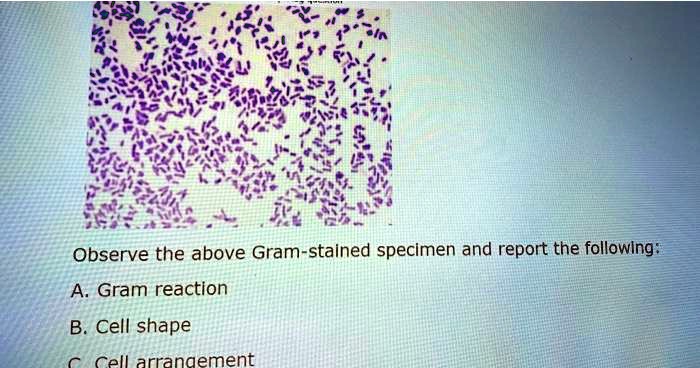 SOLVED: Observe the above Gram-stained specimen and report the ...
