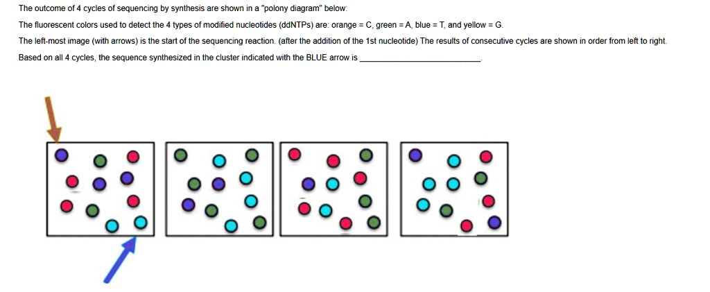 the outcome of 4 cycles of sequencing by synthesis are shown in a ...