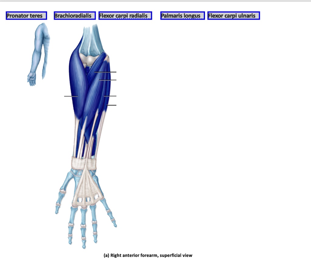 SOLVED: Texts: Pronator teres Brachioradialis Flexor carpi radialis ...