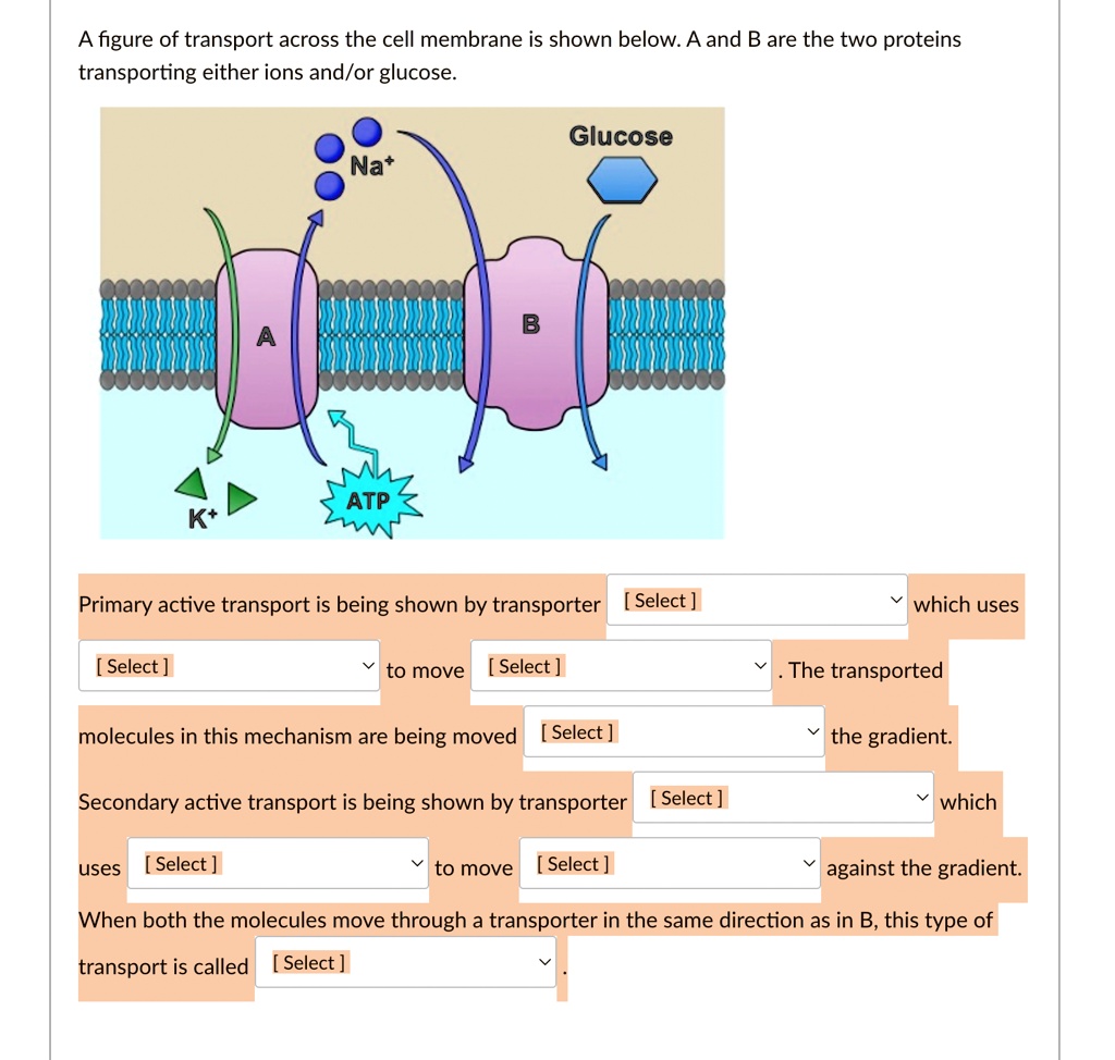A figure of transport across the cell membrane is shown below. A and B ...