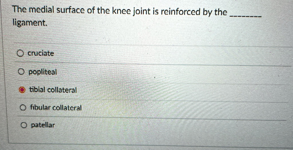 the medial surface of the knee joint is reinforced by the ligament o ...
