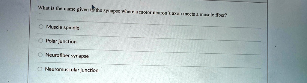 what is the name given to the synapse where a motor neurons axon meets ...