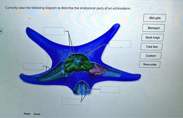 correctly label the following diagram t0 describe the anatomical parts ...