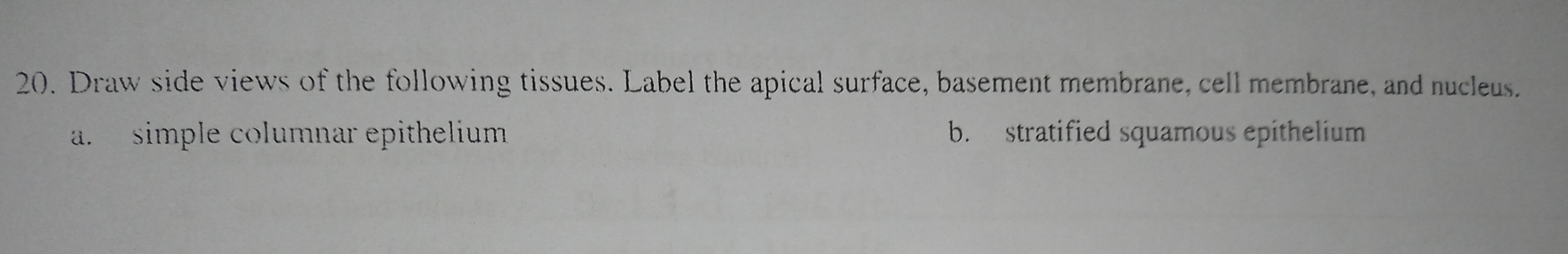 20. Draw side views of the following tissues. Label the apical surface ...