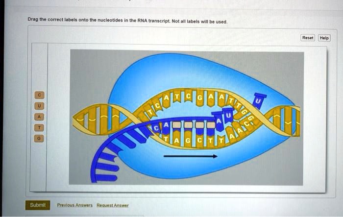 drag the correct labels onto the nucleotides in the rna transcript not all labels will be used ...