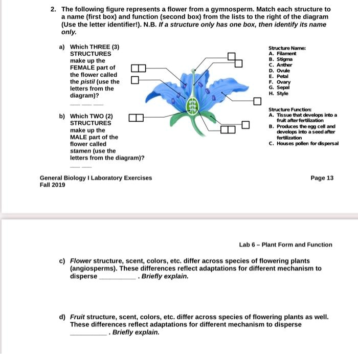 What Are The Female Parts Of A Flower And Their Functions Infoupdate