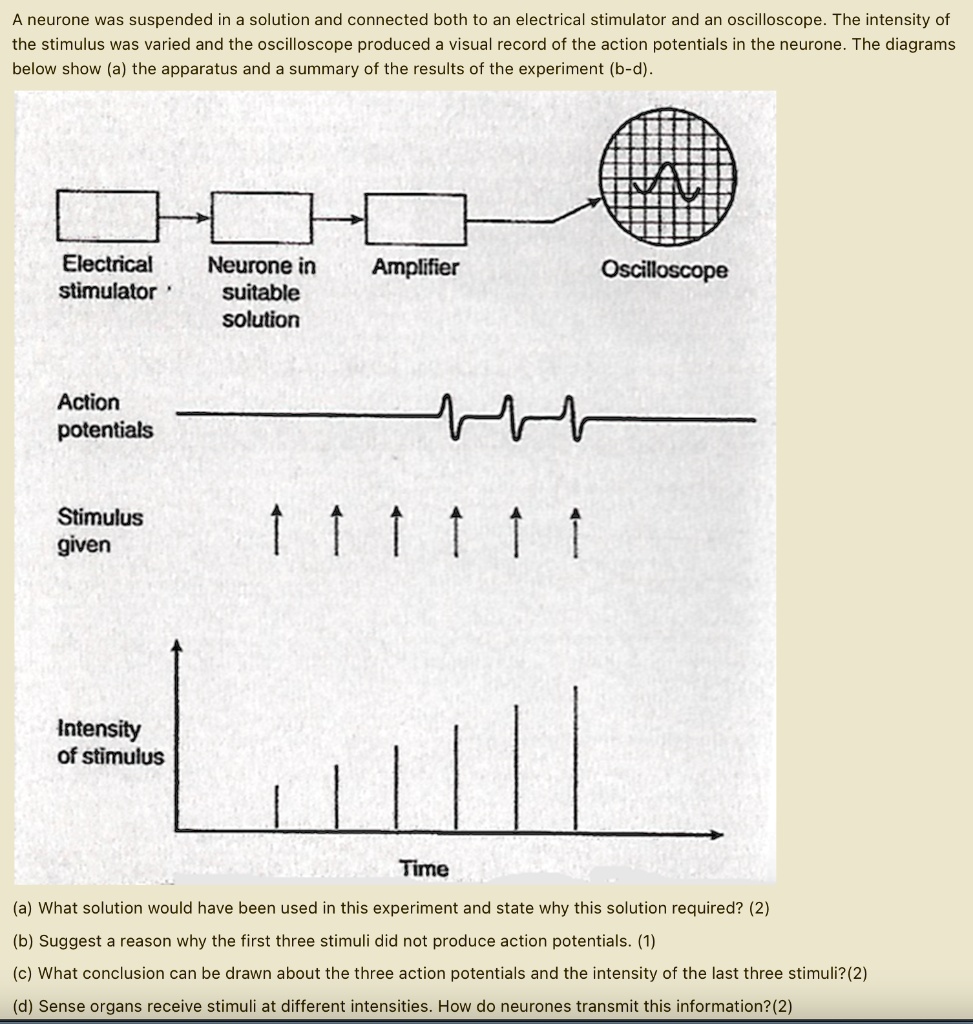 SOLVED: A neuron was suspended in a solution and connected both to an ...