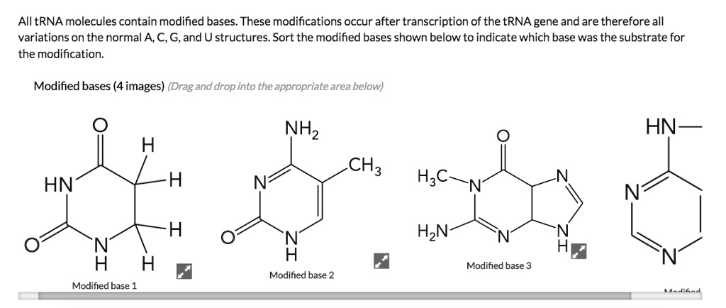 All tRNA molecules contain modified bases. These modifications occur ...