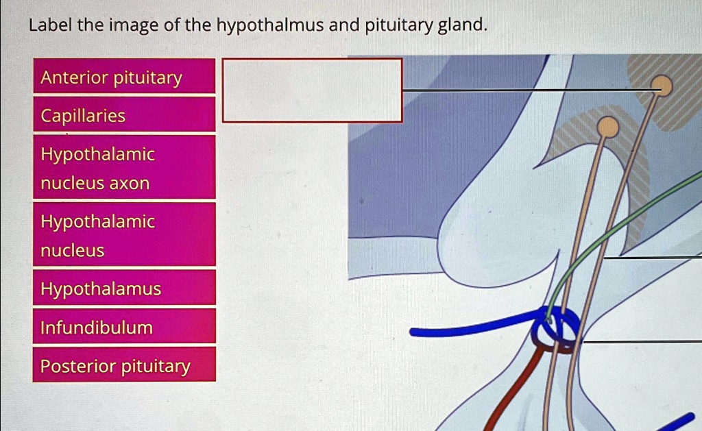 Label the image of the hypothalamus and pituitary gland. Label the ...