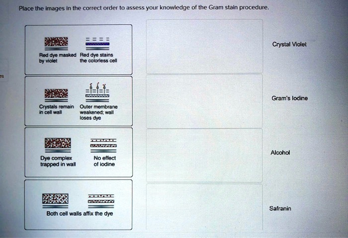 SOLVED: Place the images in the correct order assess your knowledge of ...